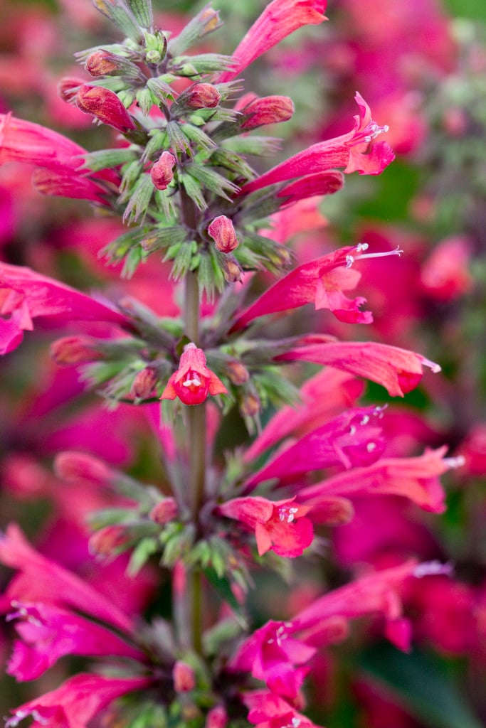 Agastache 'Raspberry Summer' (PBR) | giant hyssop 'Raspberry Summer ...