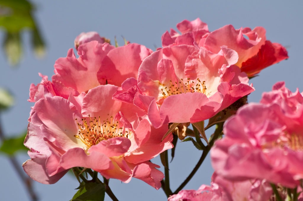 Rosa [Summer Wine] = 'Korizont' (PBR) (ClHT) | rose [Summer Wine]/RHS ...