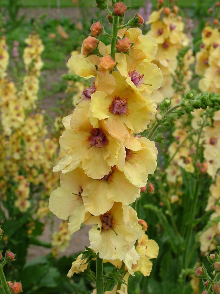 Verbascum 'Tropic Sun' | mullein 'Tropic Sun'/RHS Gardening