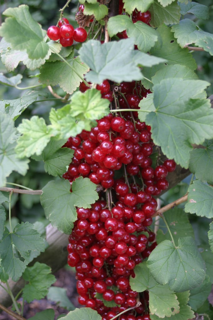 Ribes rubrum 'Junifer' (R) | redcurrant 'Junifer'/RHS Gardening