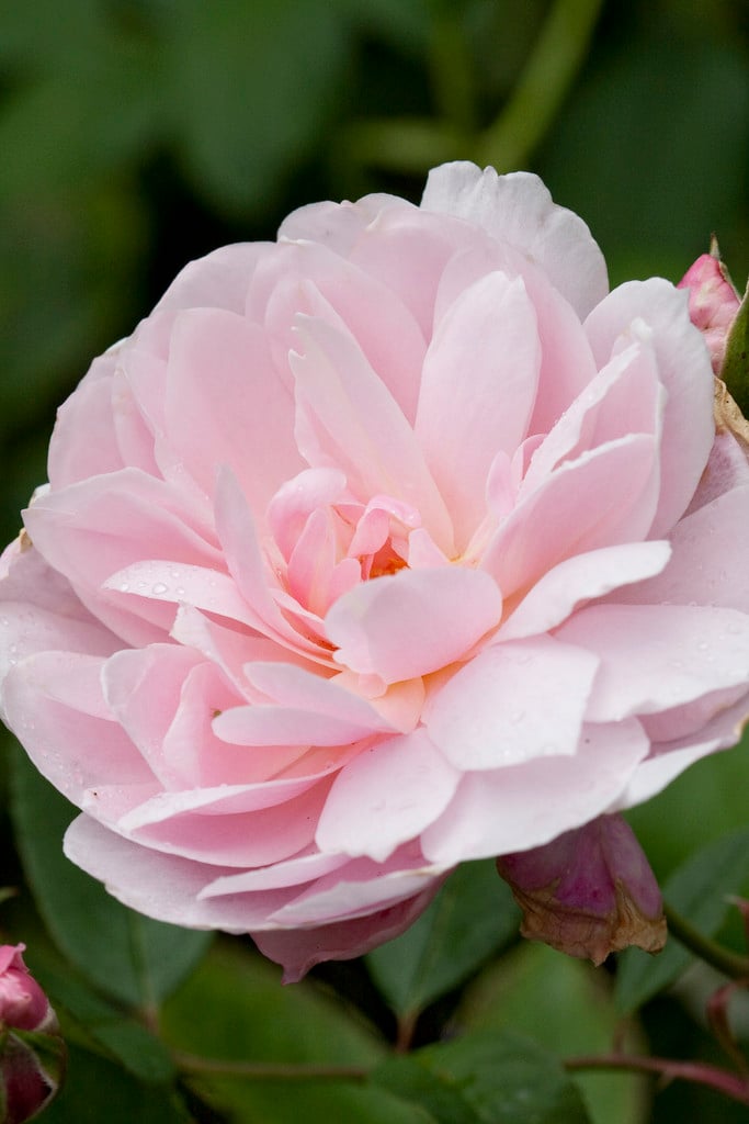 Rosa [Mortimer Sackler] = 'Ausorts' (PBR) (S) | rose [Mortimer Sackler ...