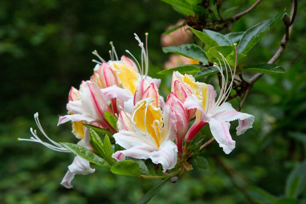 Rhododendron occidentale (A) | western azalea Shrubs/RHS Gardening