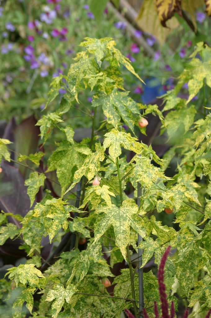Acer pseudoplatanus f. variegatum &Simon-Louis Frères& (v) | variegated ...