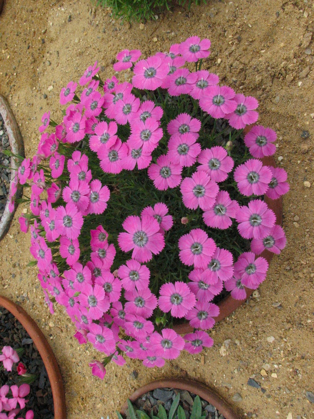 Dianthus 'Inshriach Dazzler' (p) | pink 'Inshriach Dazzler'/RHS Gardening