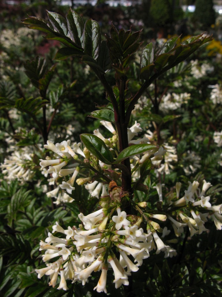 Syringa pinnatifolia | pinnate lilac Shrubs/RHS Gardening