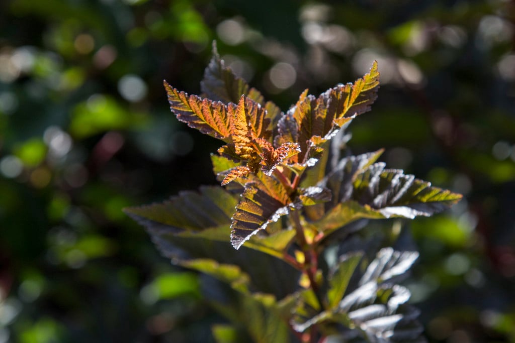 Physocarpus opulifolius &Red Baron& | ninebark &Red Baron& Shrubs/RHS ...