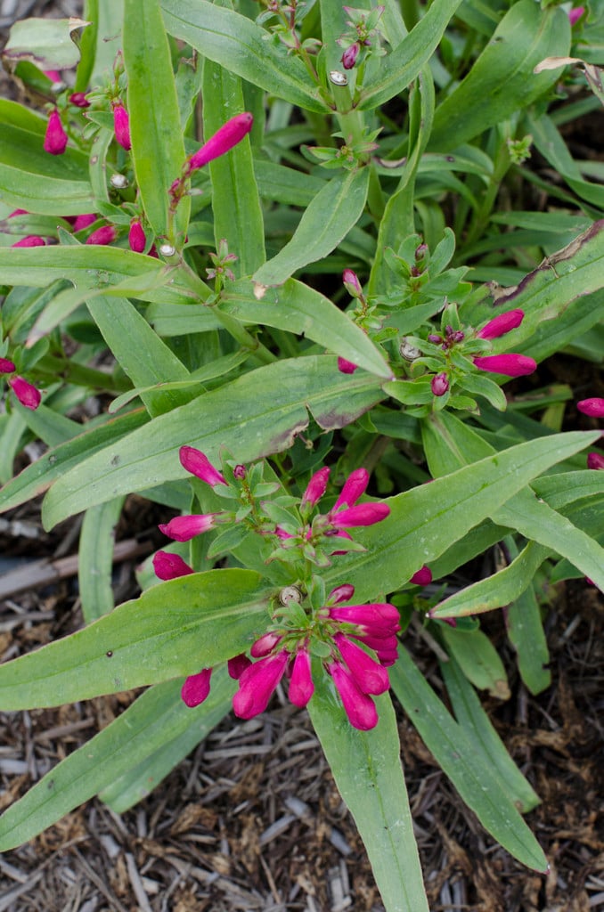 Penstemon &Hot Pink Riding Hood&PBR (Riding Hood Series) | penstemon ...