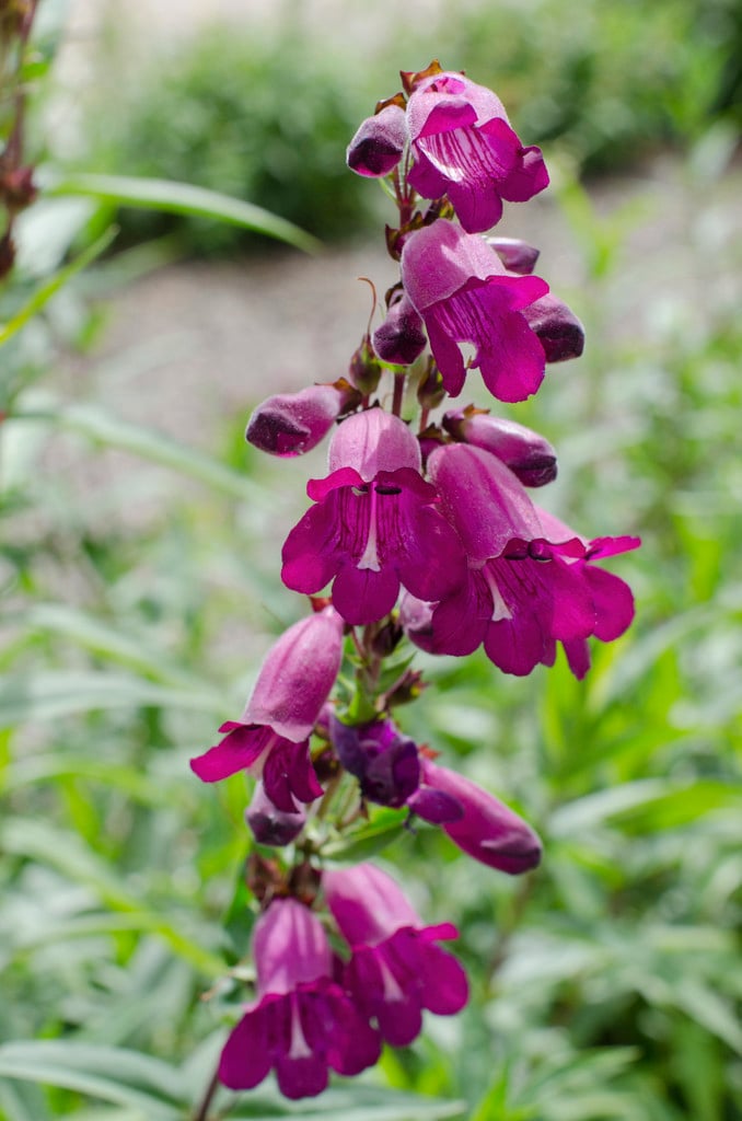 Penstemon 'Midnight' | penstemon 'Midnight'/RHS Gardening