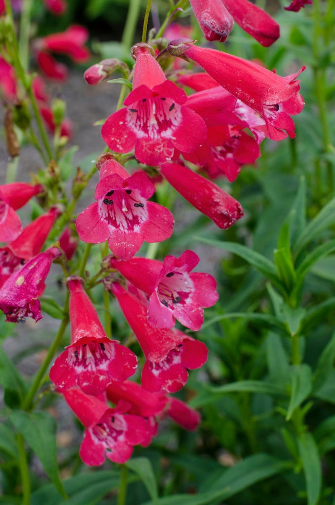 Penstemon Etna (&Yatna&) (Volcano Series) | penstemon [Etna] Herbaceous ...