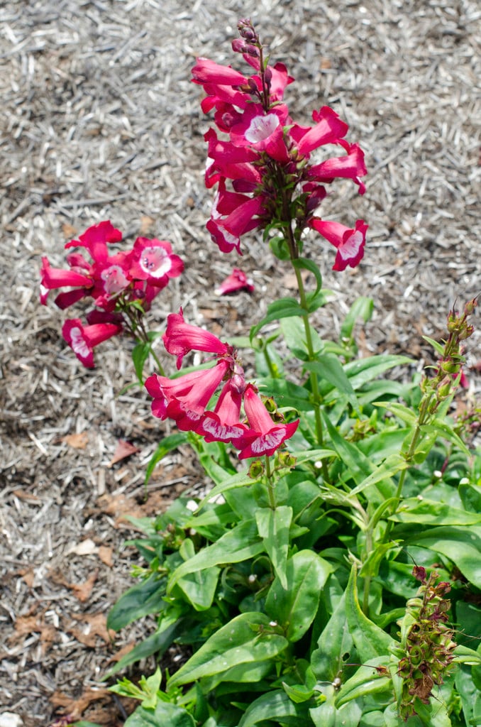 Penstemon &Pheni Magna& | penstemon [Phoenix Magenta] Herbaceous ...