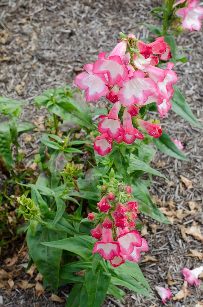 Penstemon Phoenix Pink (&Pheni Pinka&) (Phoenix Series) | penstemon ...