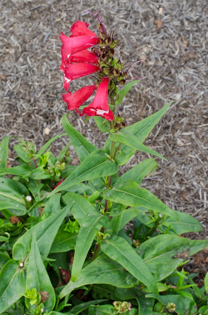Penstemon Phoenix Red (&Pheni Reeda&PBR) (Phoenix Series) | penstemon ...