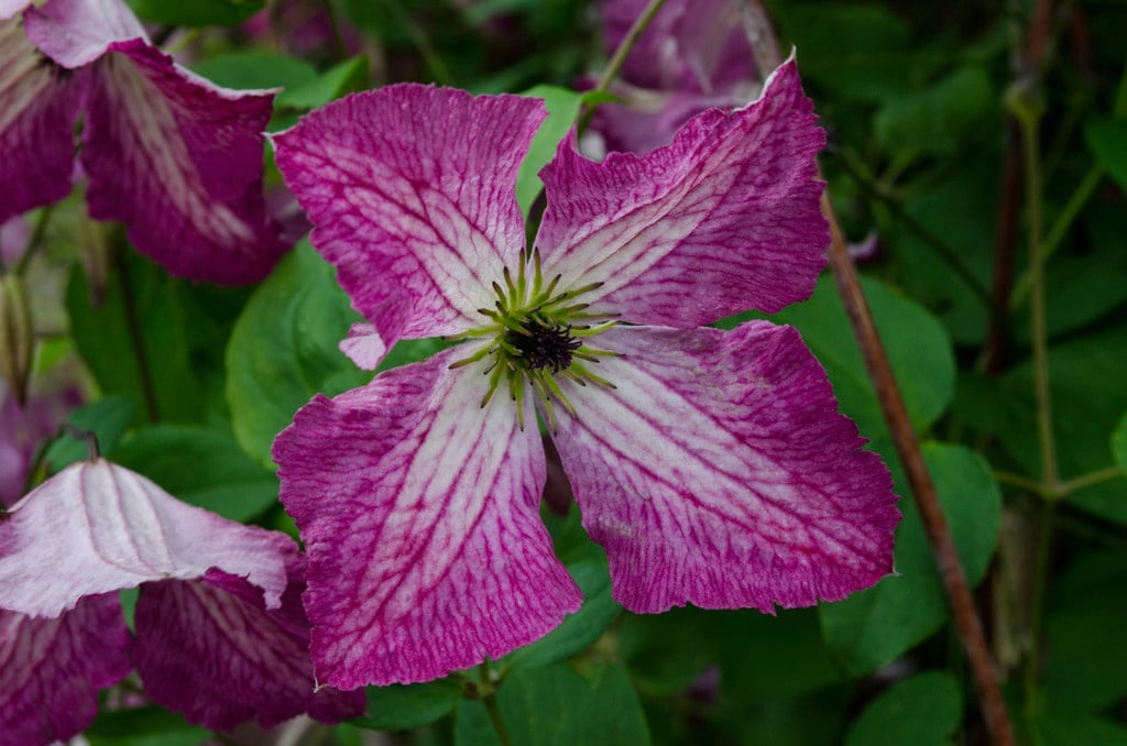 Clematis &Zoiamha& | clematis [I am Happy] Climber Wall Shrub/RHS Gardening