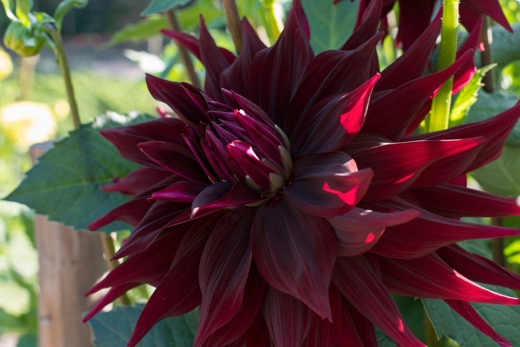 Dahlia &Black Monarch& (D) | dahlia &Black Monarch& Bedding/RHS Gardening