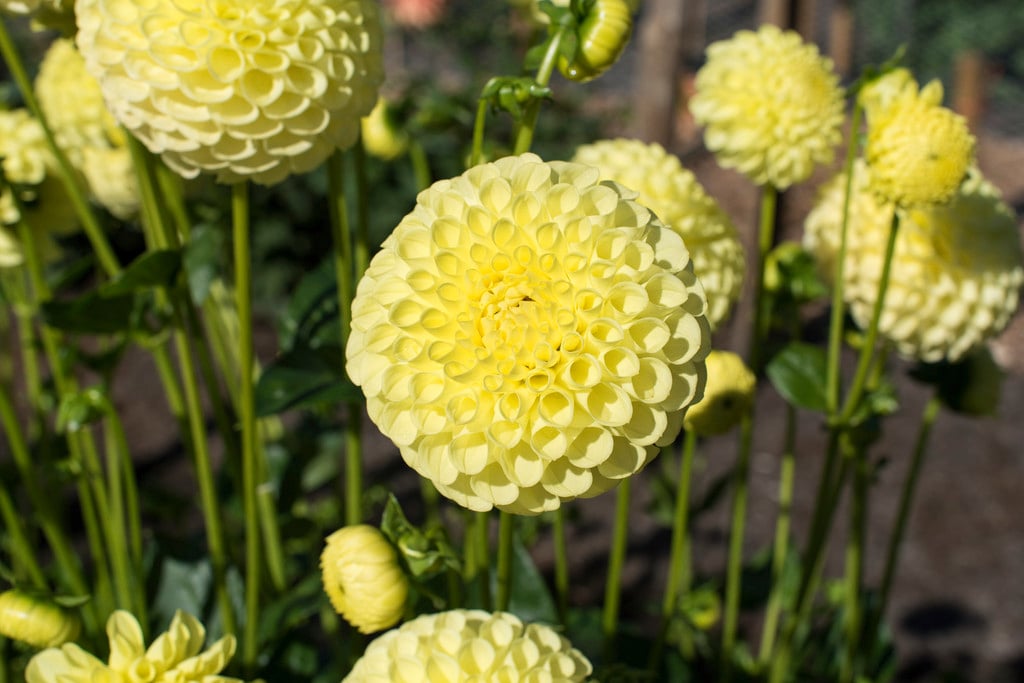 RHS advice & tips on garden & indoor plants | Plant finder & selector ...