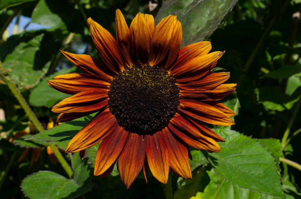 Helianthus annuus &Earthwalker& | sunflower &Earthwalker& Annual ...