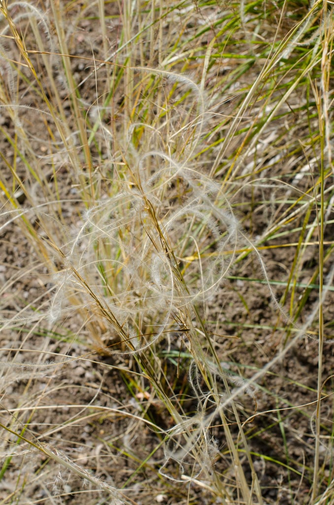 Stipa barbata | bearded feather grass Grass Like/RHS Gardening