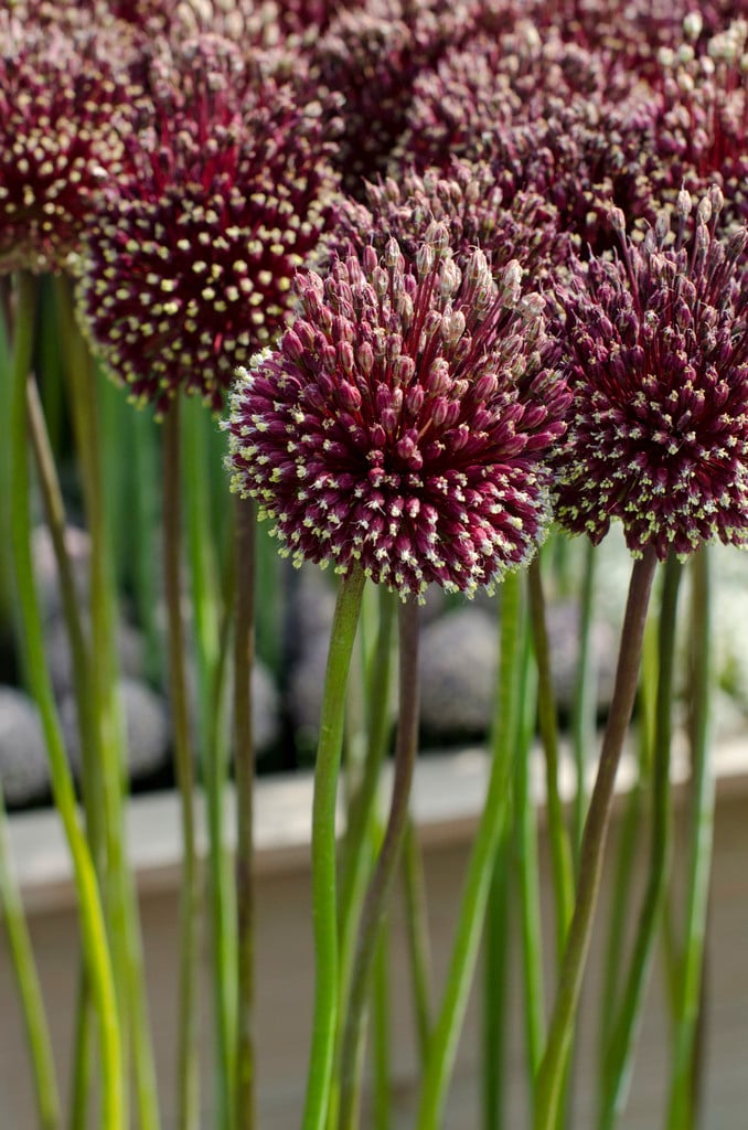 Allium amethystinum &Red Mohican&PBR | amethyst allium &Red Mohican ...