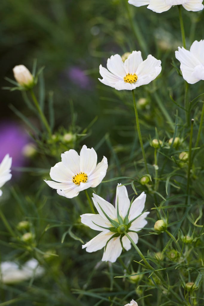 Cosmos bipinnatus &Lemonade& | cosmea &Lemonade& Annual Biennial/RHS ...