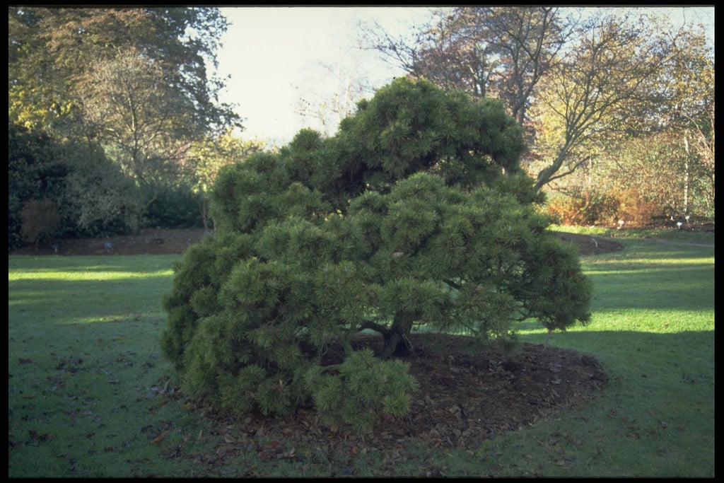Pinus sylvestris &Moseri& | Austrian pine &Moseri& Conifers/RHS Gardening