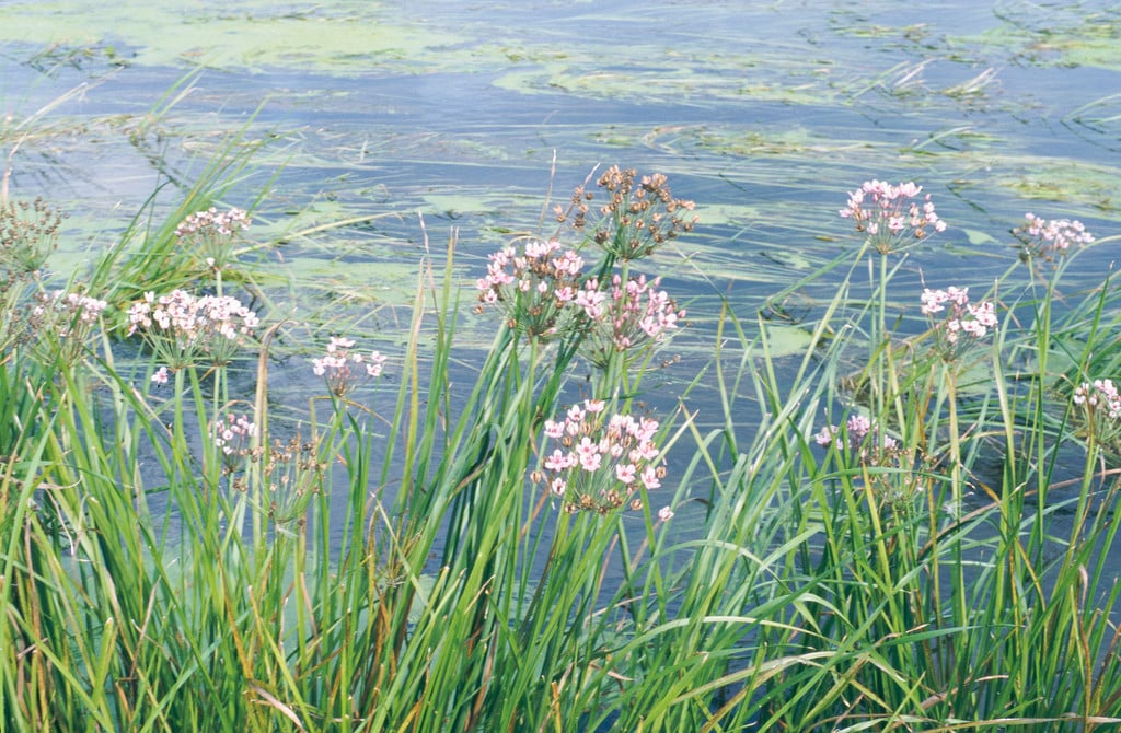 Butomus umbellatus | flowering rush/RHS Gardening