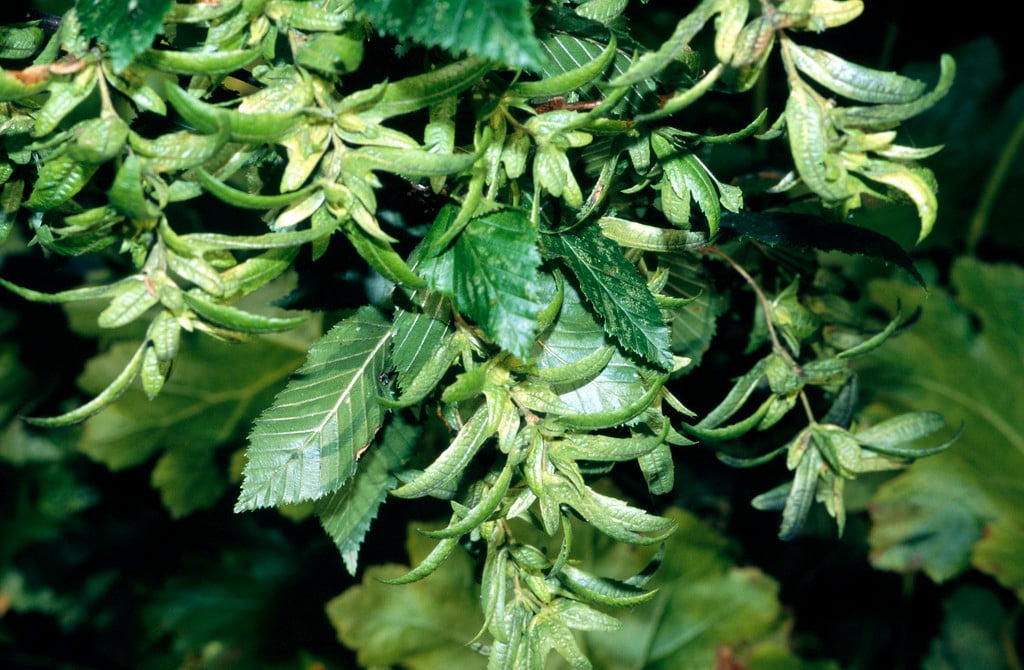 Carpinus betulus &Fastigiata& | hornbeam &Fastigiata& Trees/RHS Gardening