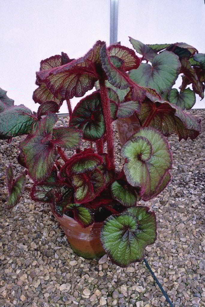 Begonia 'Curly Fireflush' (R) | begonia 'Curly Fireflush'/RHS Gardening