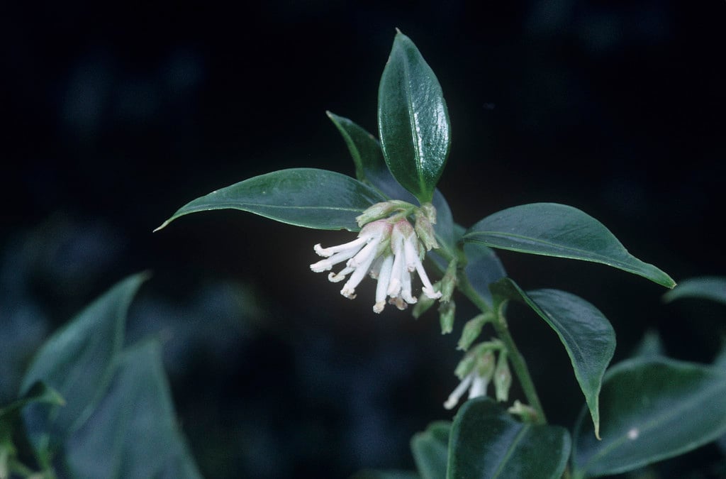 Sarcococca ruscifolia | fragrant sweet box Shrubs/RHS Gardening