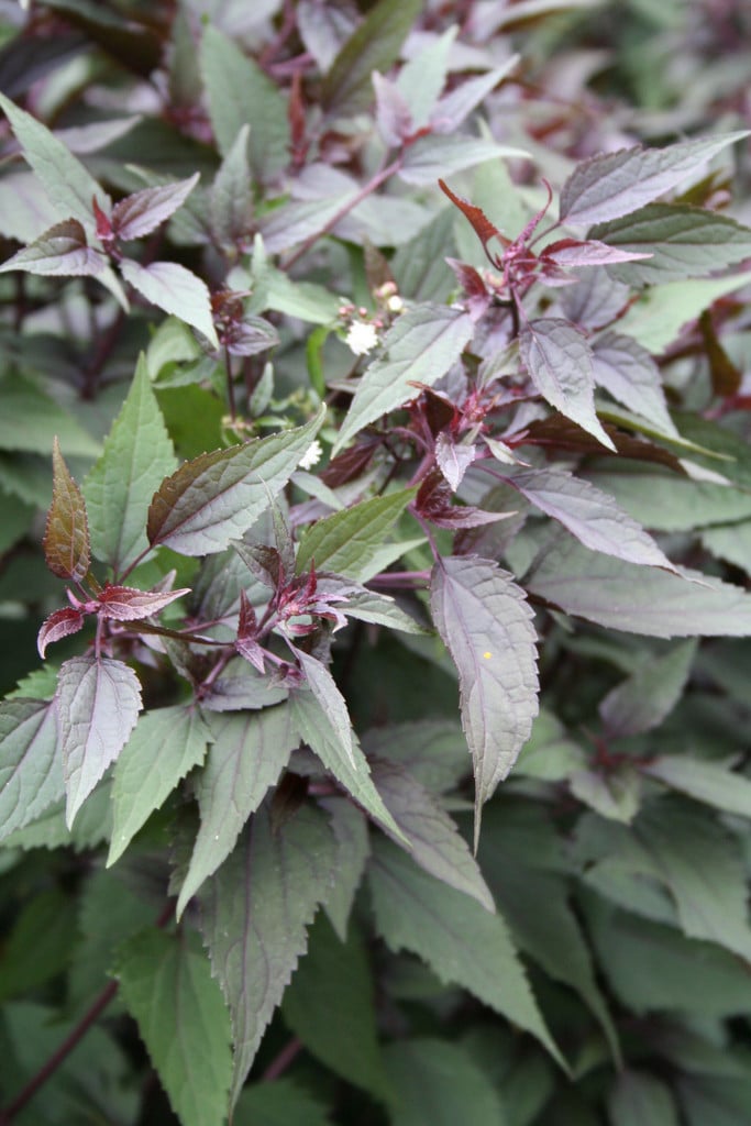 Ageratina altissima 'Chocolate' | snakeroot 'Chocolate'/RHS Gardening