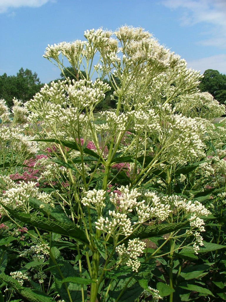 Eupatorium fistulosum f. albidum &Massive White& | eupatorium &Massive ...