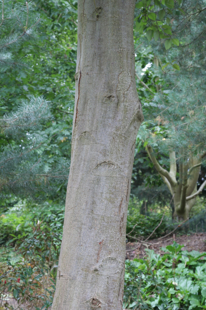 Alnus rubra | red alder Trees/RHS Gardening