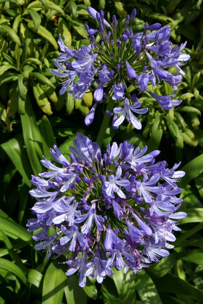 Agapanthus &Midnight Blue& ambig. | African lily &Midnight Blue ...