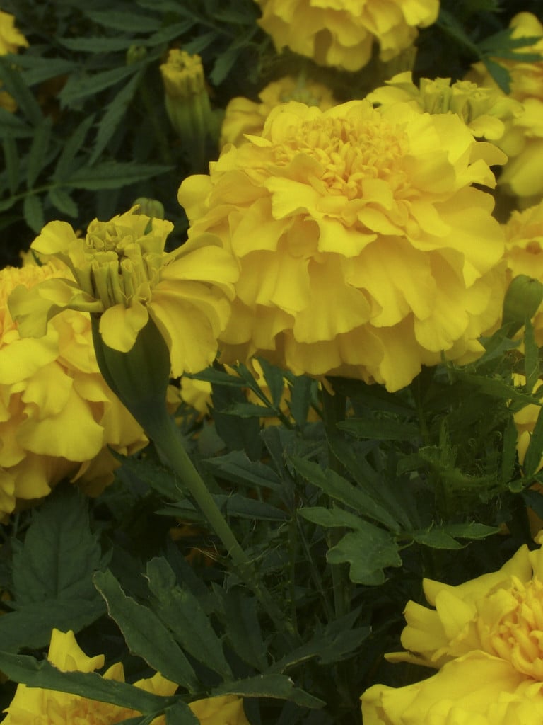 Tagetes &Zenith Yellow& (Zenith Series) | French marigold &Zenith ...