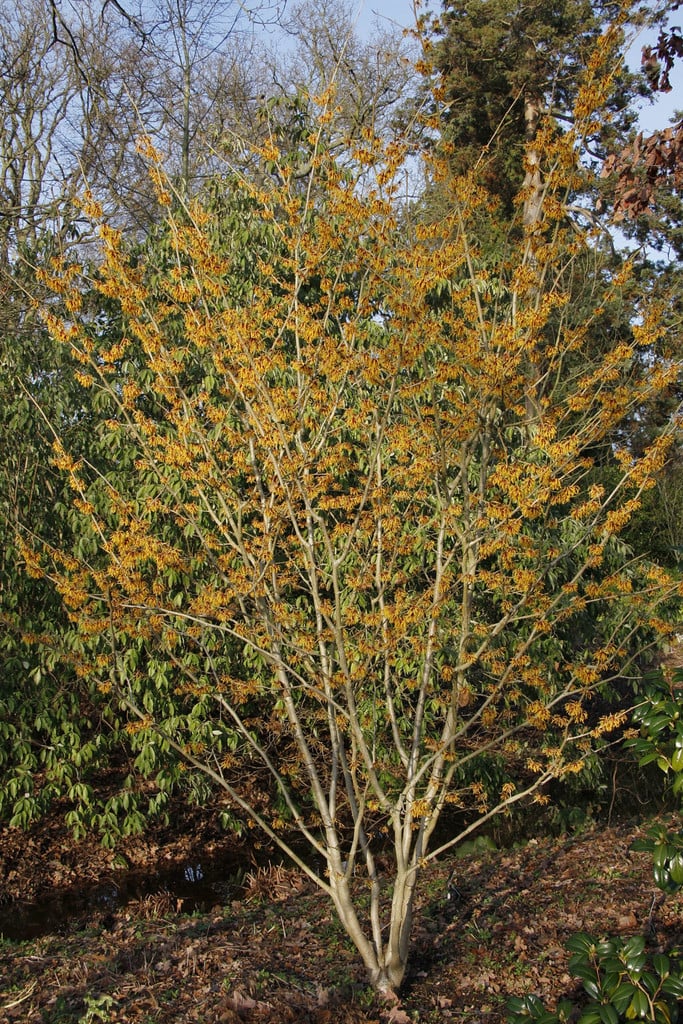 Hamamelis × intermedia &Orange Peel& | witch hazel &Orange Peel& Shrubs ...
