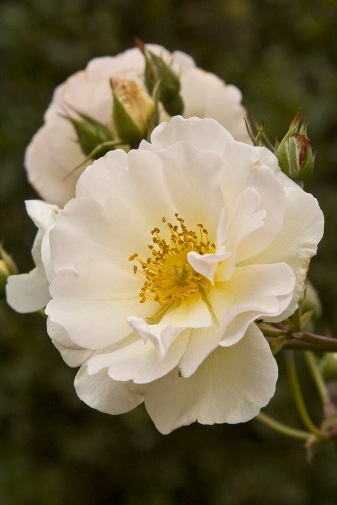 Rosa 'Penelope' (HM) | rose 'Penelope'/RHS Gardening