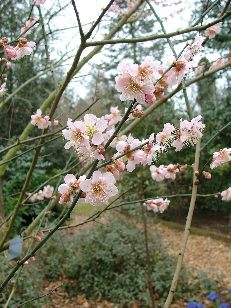 Prunus mume | Japanese apricot/RHS Gardening