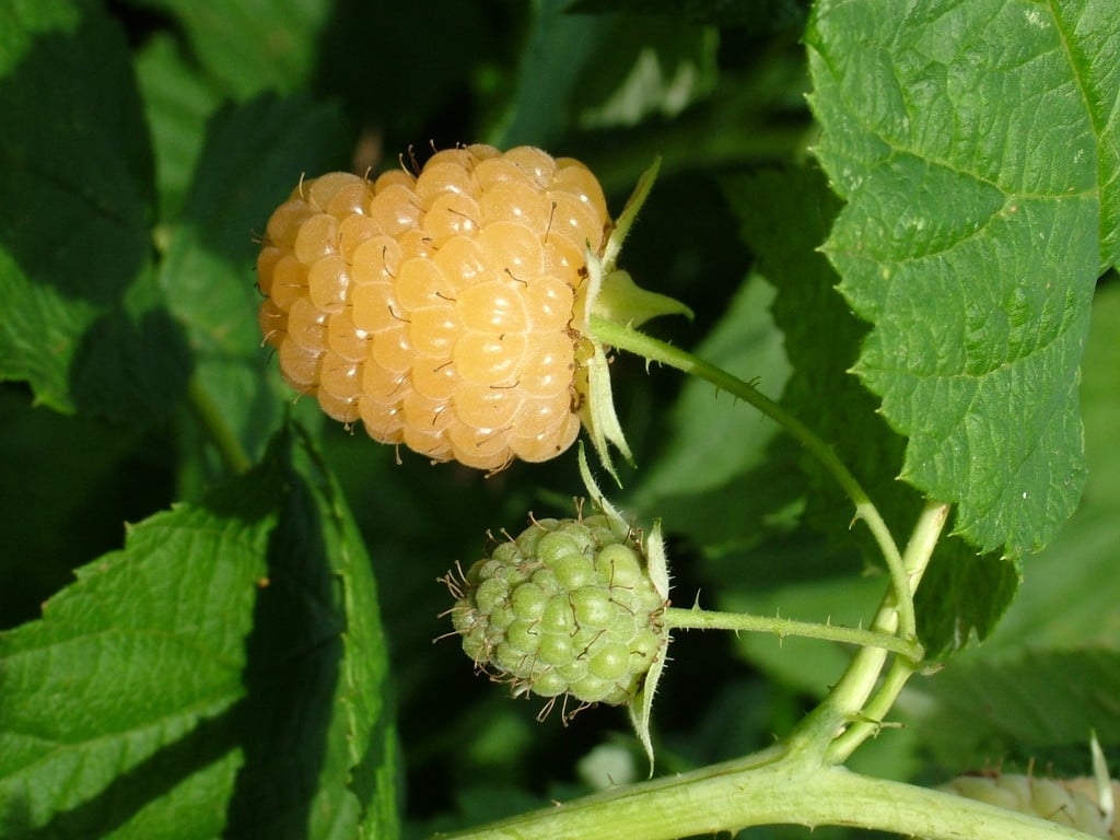 Rubus idaeus &All Gold& (F) | raspberry &All Gold& Fruit Edible/RHS ...