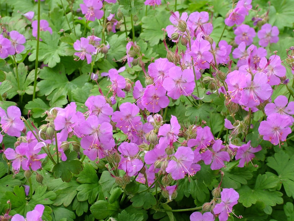 Geranium × cantabrigiense &Cambridge& | cranesbill &Cambridge ...