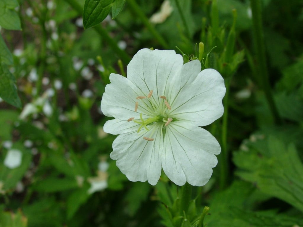 Geranium maculatum f. albiflorum | white spotted cranesbill Herbaceous ...