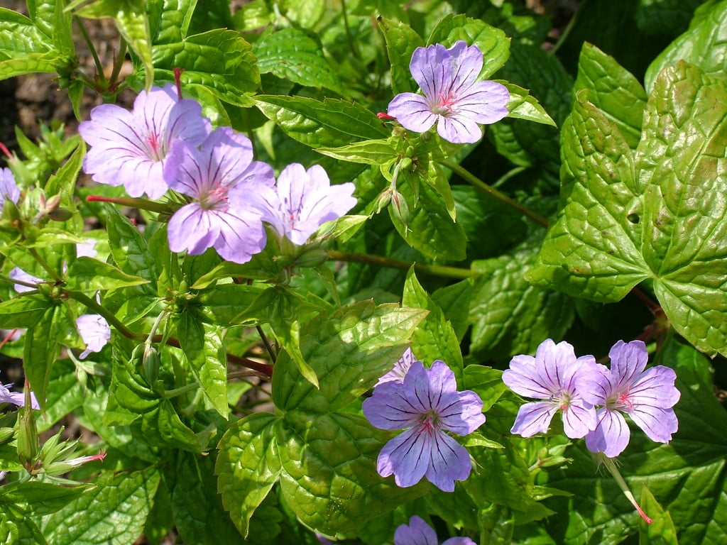Geranium nodosum pale-flowered | knotted cranesbill &Svelte Lilac ...