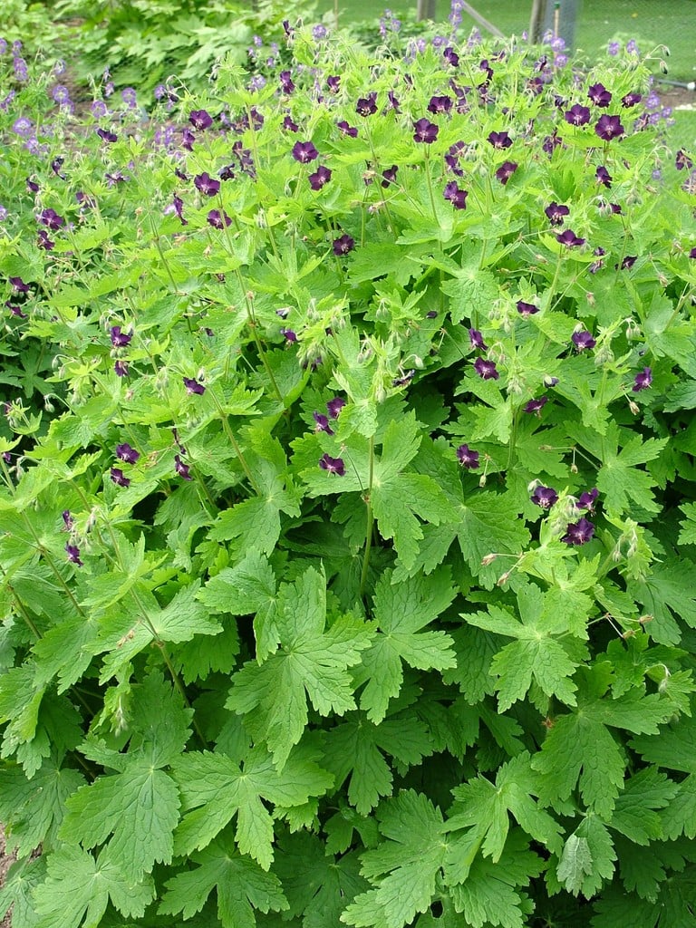 Geranium phaeum &Raven& | dusky cranesbill &Raven& Herbaceous Perennial ...