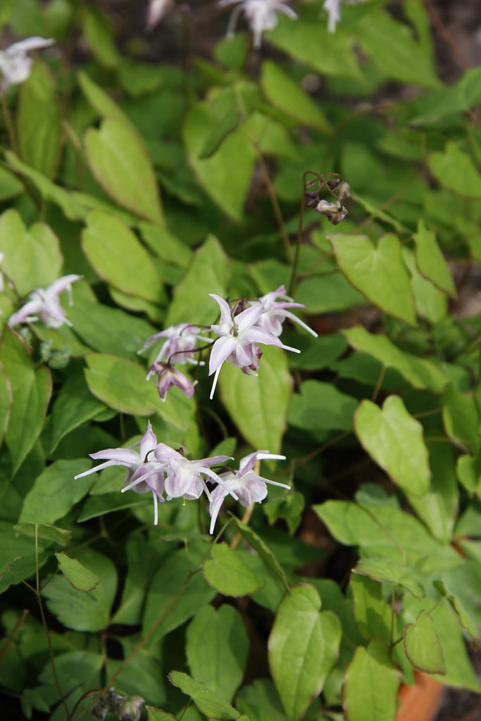 Epimedium &Akebono& | barrenwort &Akebono& Herbaceous Perennial/RHS ...