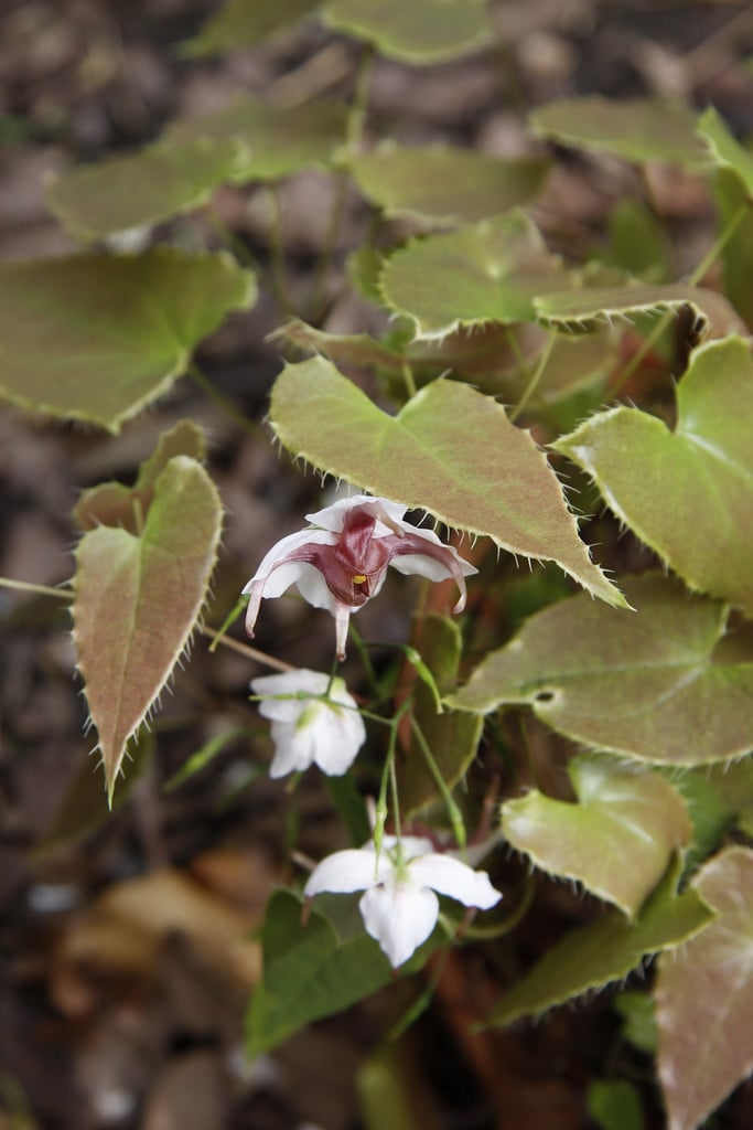 Epimedium epsteinii | Epstein&s barrenwort Herbaceous Perennial/RHS ...