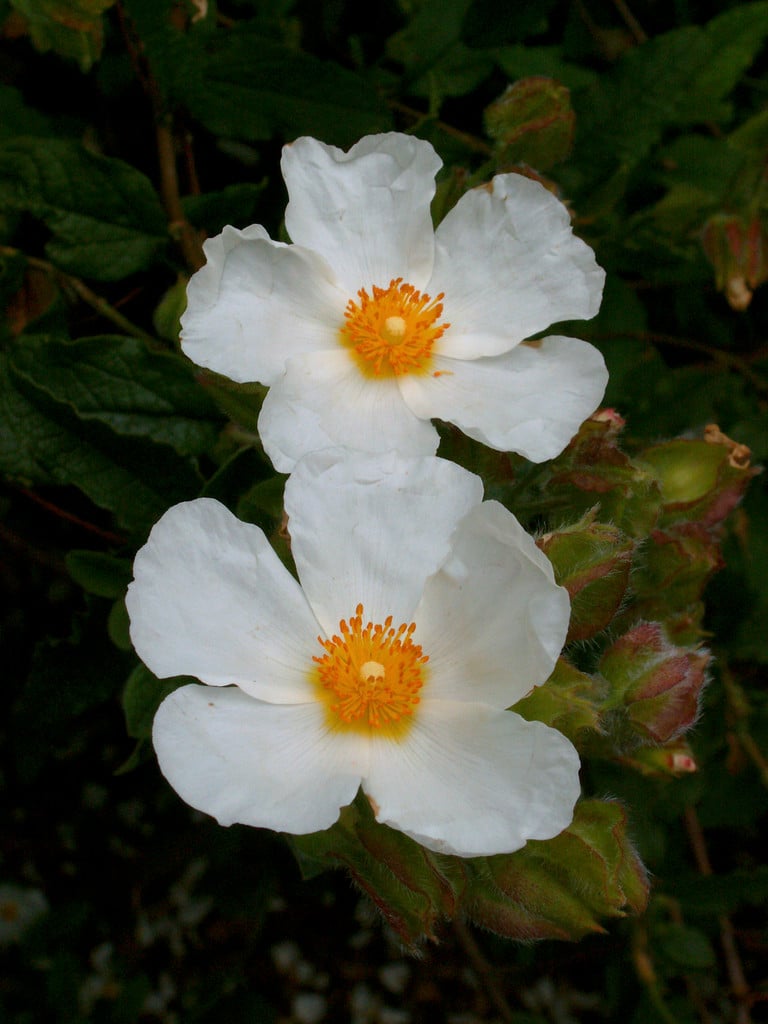 Cistus x laxus 'Snow White' | rock rose 'Snow White'/RHS Gardening