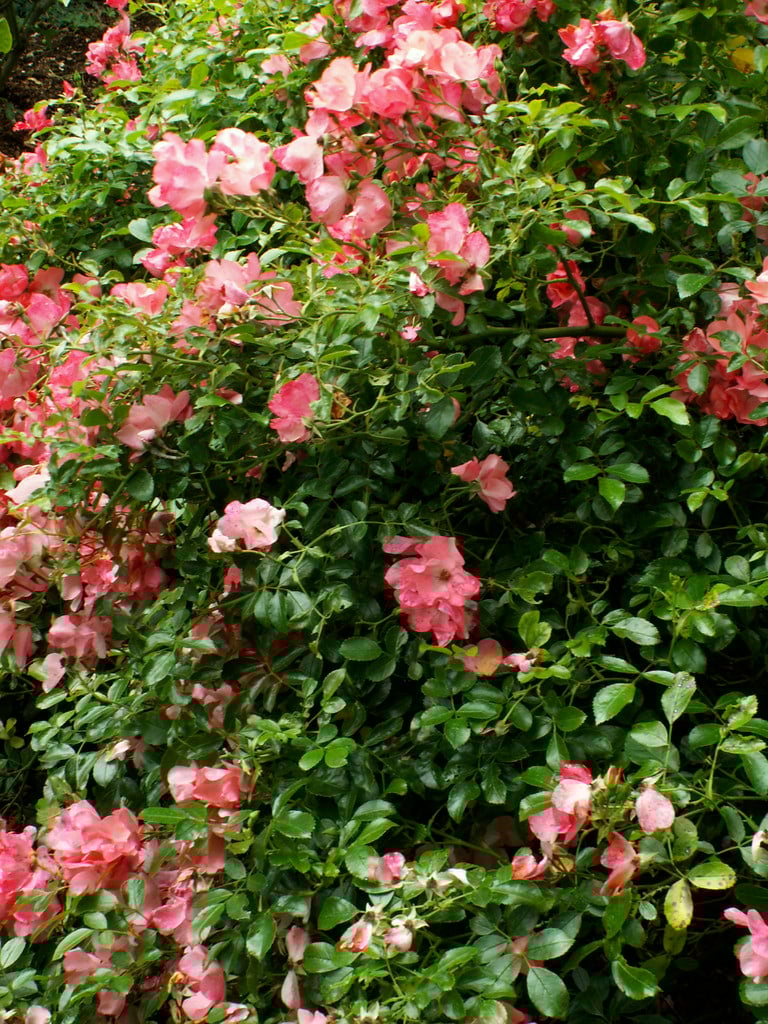 Rosa &Flower Carpet Coral&PBR (GC) | rose &Flower Carpet Coral& Roses ...