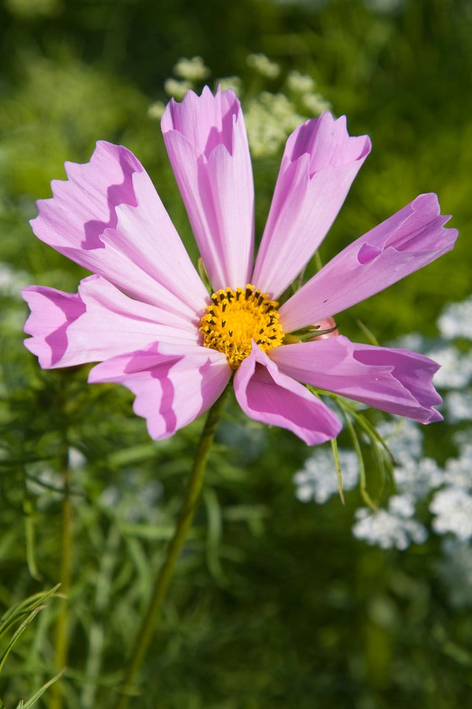 Cosmos bipinnatus [Sea Shells] (mixed) | cosmea [Sea Shells Mixed]/RHS ...