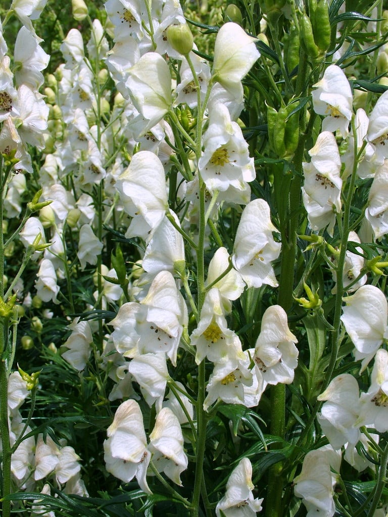 Aconitum napellus subsp. vulgare 'Albidum' | white monk's hood/RHS ...