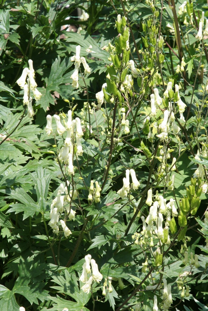 Aconitum lycoctonum subsp. vulparia | wolf&s bane Herbaceous Perennial ...