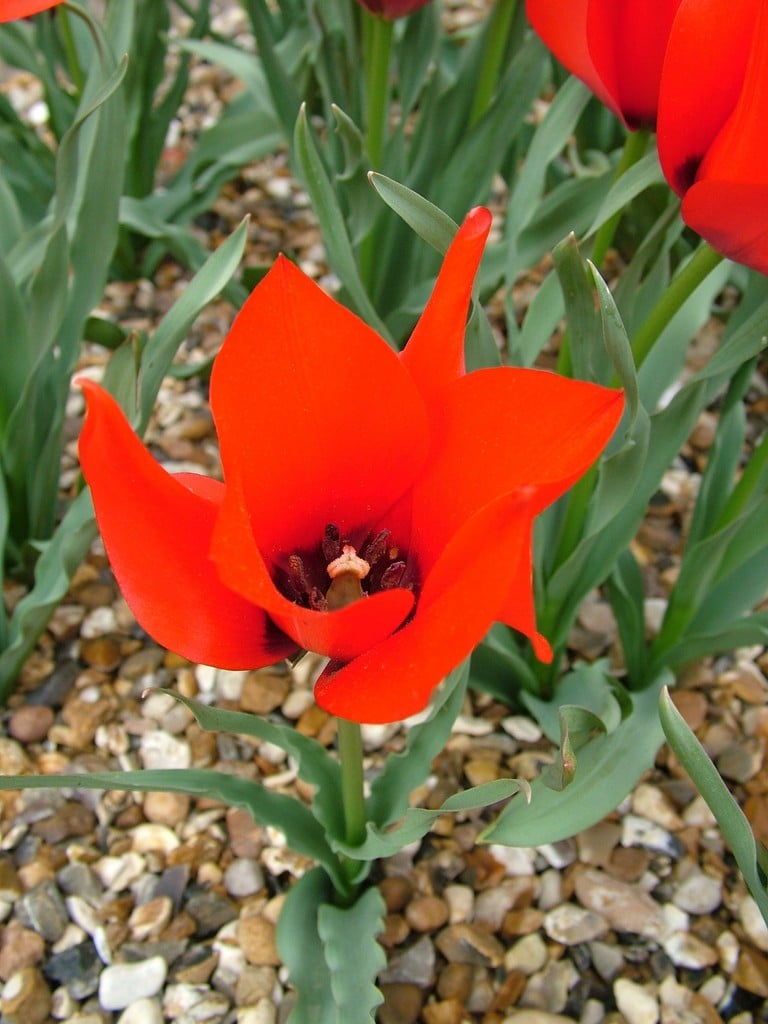 Tulipa &Magic Fire& (15) | tulip &Magic Fire& Bulbs/RHS Gardening
