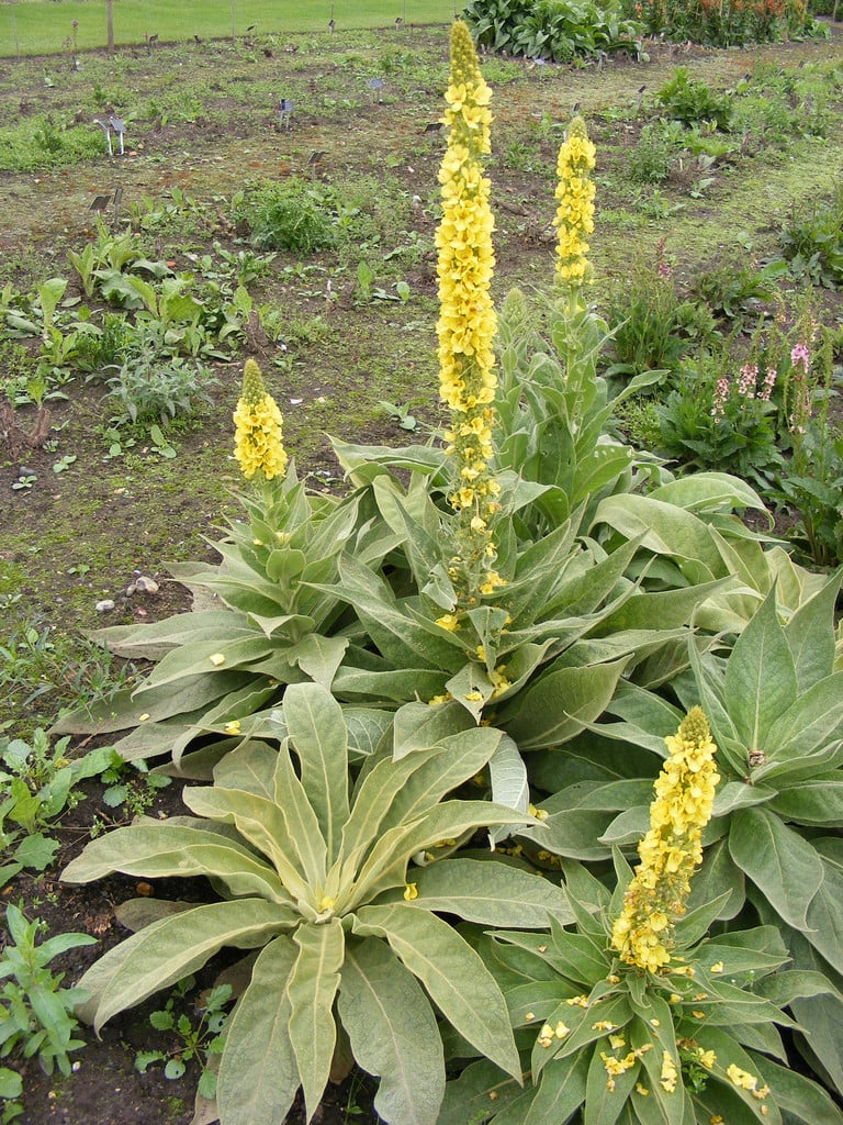 Verbascum epixanthinum | yellow mullein Herbaceous Perennial/RHS Gardening